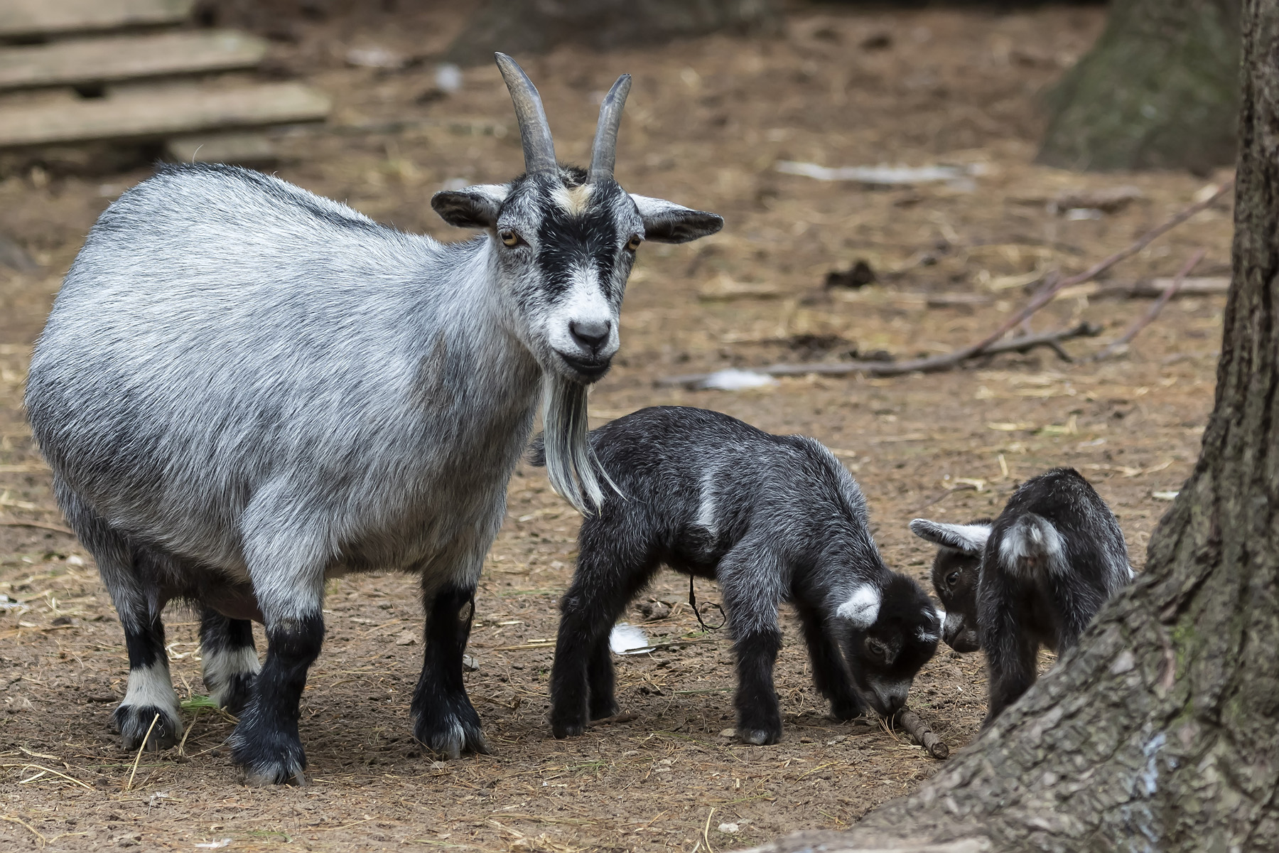 Micro Mini Goat